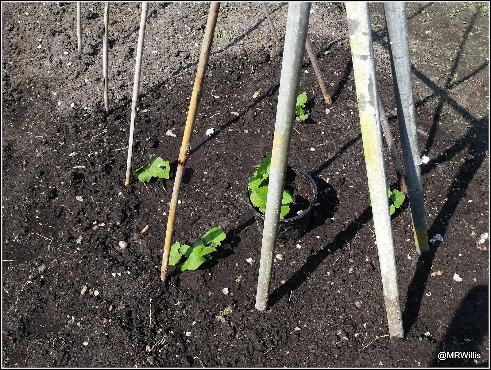 Mark's Veg Plot: Planting beans