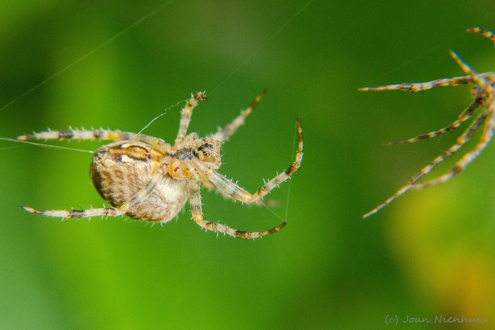 Pacific Northwest Photography: Spiders Close-up