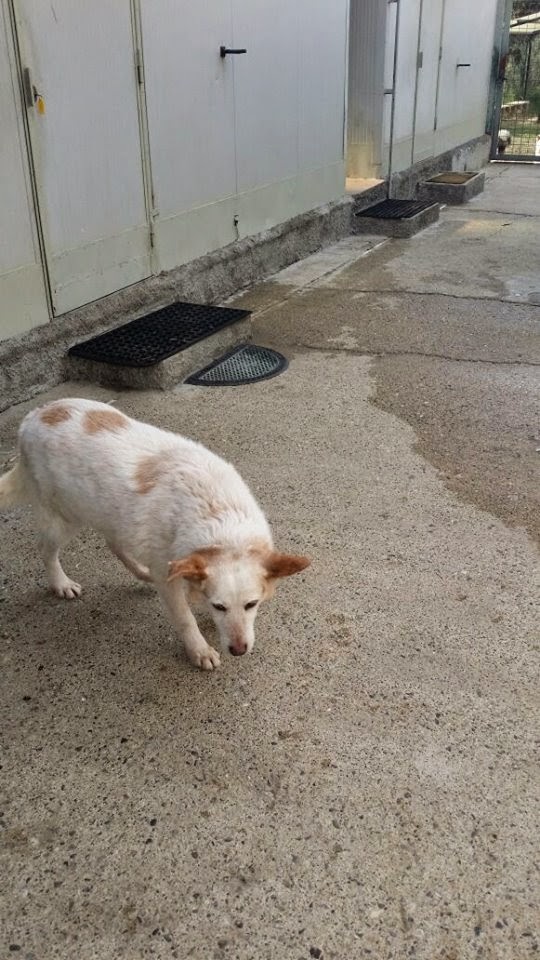 Life Is Still Alive e The Survivors.....: VITELLOZZO