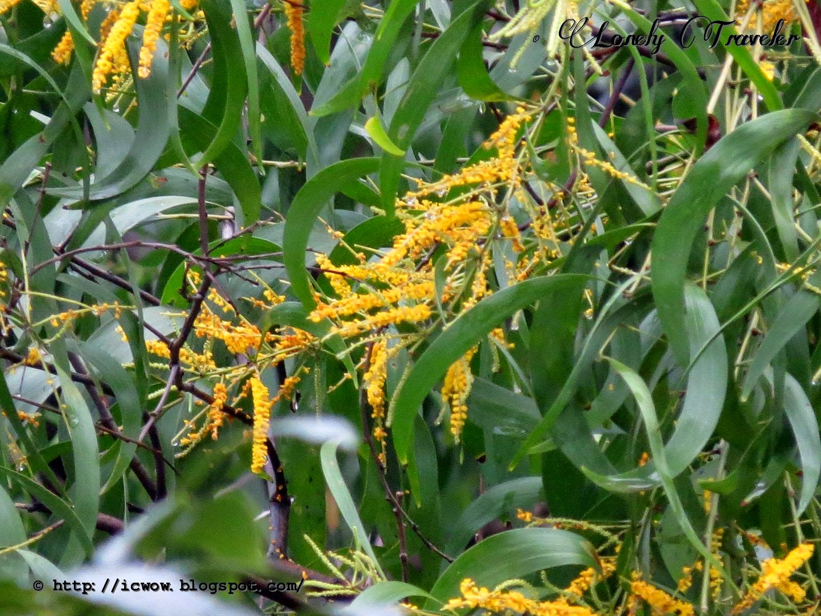 Acacia flower(আকাশমনি ফুল) - Acacia auriculiformis