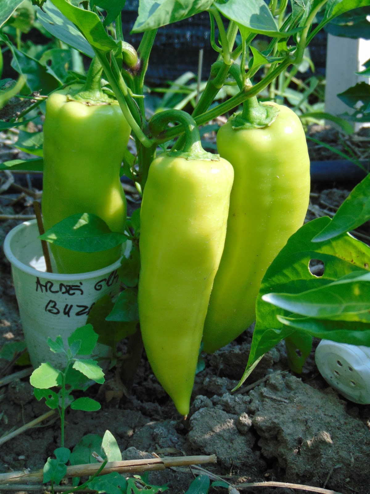 Trei mândre - Grădina Mirelei