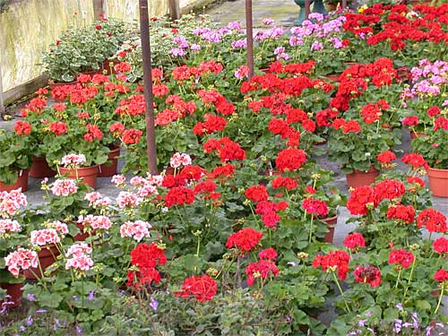 How to Grow Geraniums From Seed | Garden How