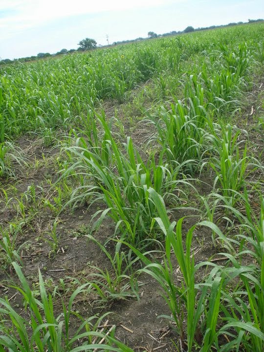 Maralfalfa & King Grass Portugal: Ciclo colheita-sementeira Maralfalfa
