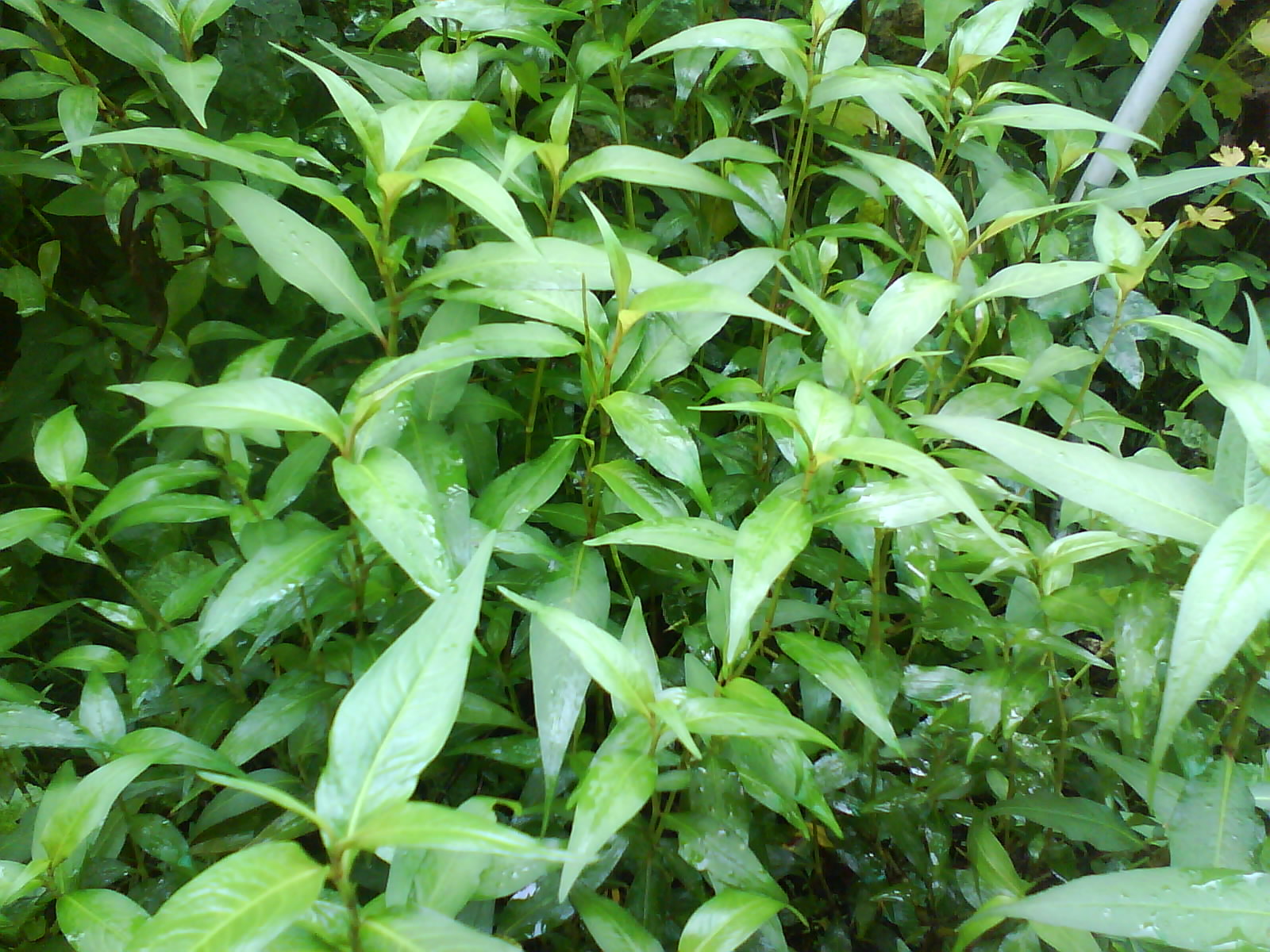 Herba-Herba Yang Boleh Ditanam Di Dalam Rumah |MyRokan