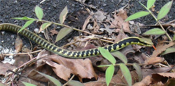Species New to Science: [Herpetology • 2012] Dendrelaphis nigroserratus ...