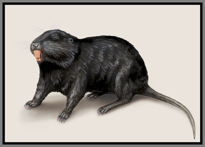 Beszamel i spółka bez ograniczeń: Tukotuko z pozostałych krajów Ameryki ...