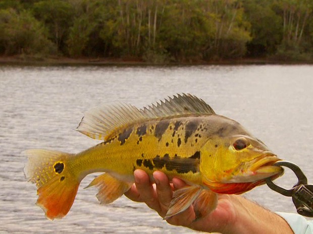 PORTAL TERRA DAS CACHOEIRAS: PRESIDENTE FIGUEIREDO SE PREPARA PARA A ...