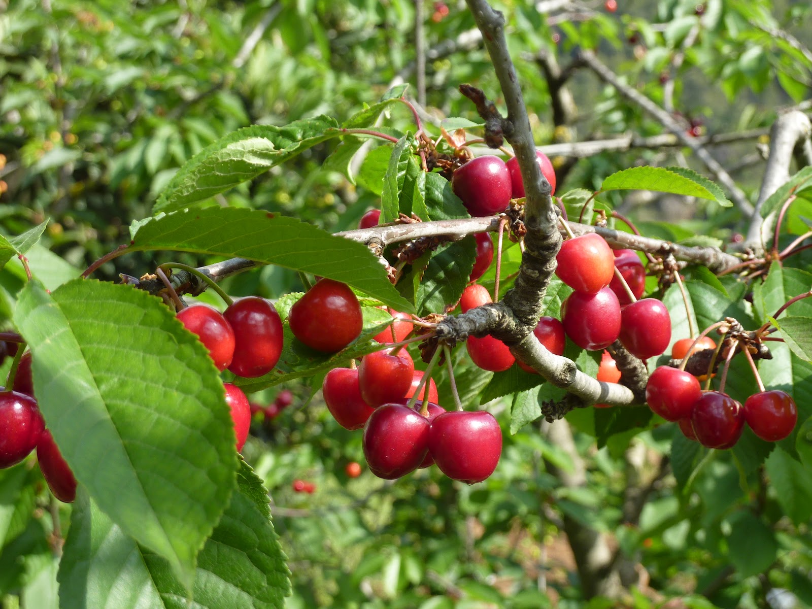 LA JOIA DE VIURE: ÉS EL TEMPS DE LES CIRERES