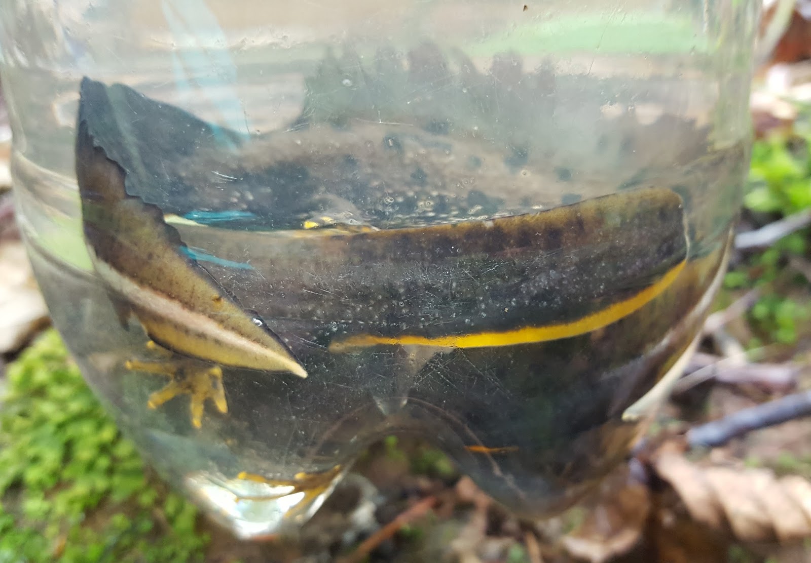 A Field Notebook: April 2017