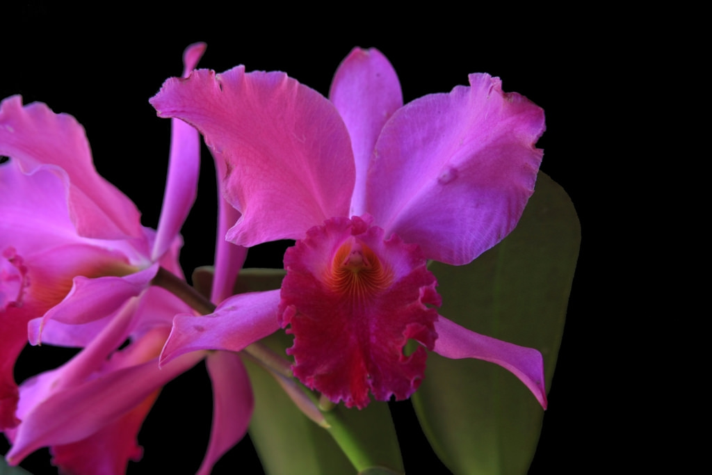 Cattleya labiata rubra (C.labiata multiforme Lauck x C.rubra do Schuler)