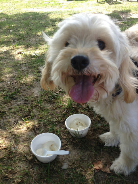 Cute Puppies and Kittens: These 6 Adorable Overly-Excited Animals Will ...