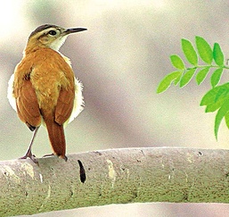 Informe Piurano: El Chilalo Cantará