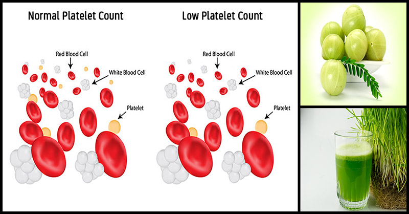 Increase Your Platelet Count the Natural Way | Dr Farrah MD