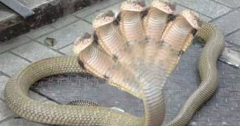 पांच मुंहा सांप, आख‍िर सच्चाई क्या है ? | सर्प संसार (World of Snakes)