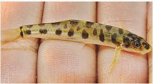 माझीविकि. ब्लोगस्पोट.कॉम , maziwiki.blogspot.in: मुरा मासे (MURA Fish)