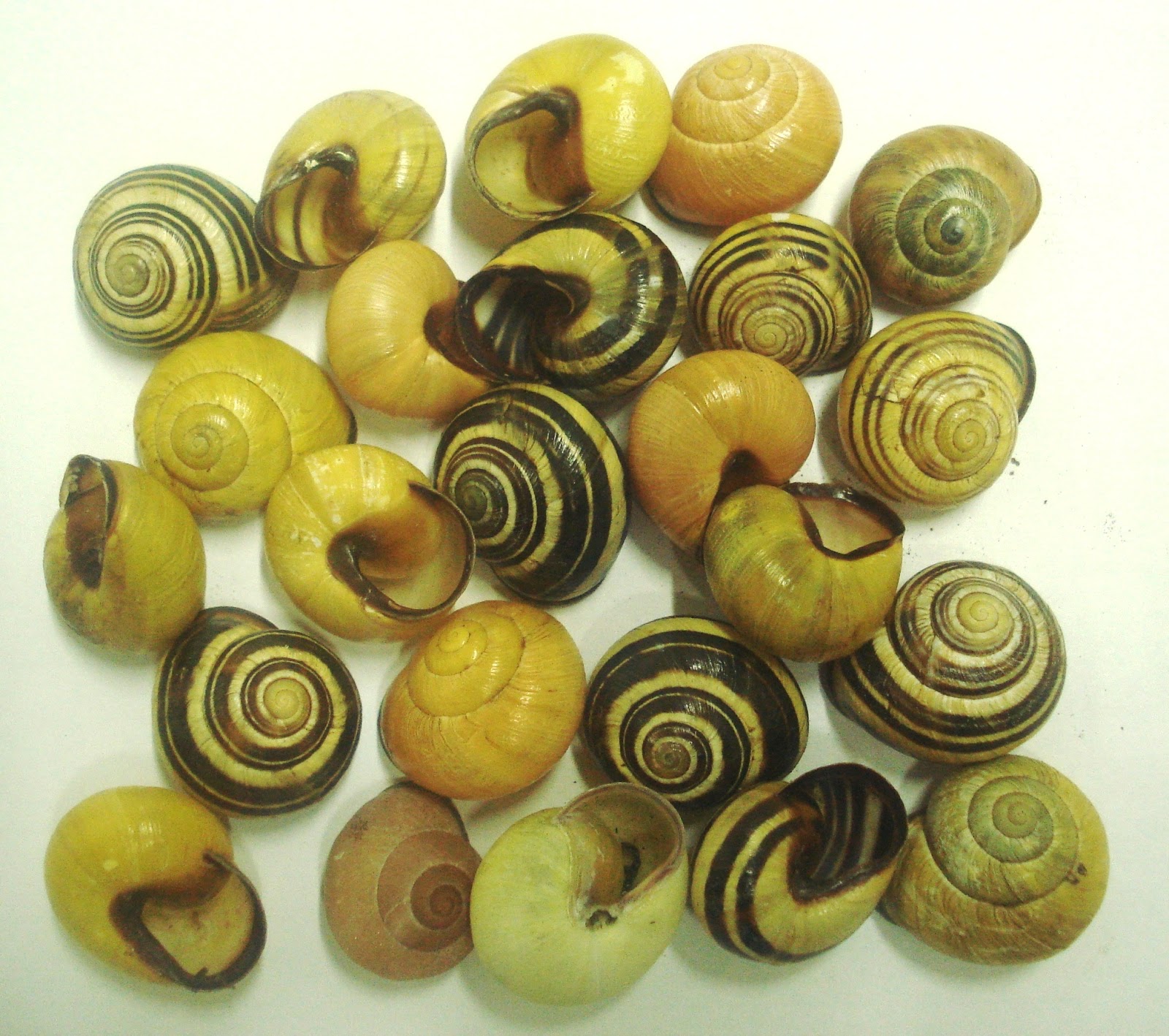 caracolab: CEPAEA NEMORALIS