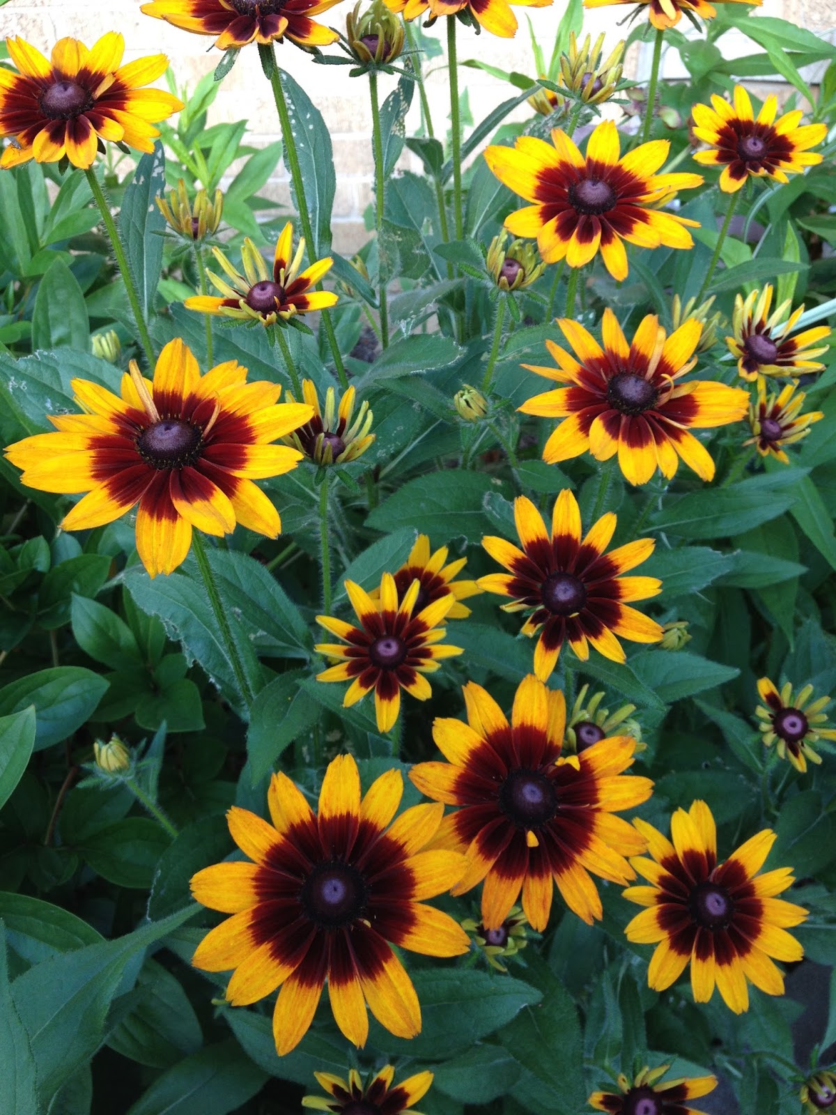 Winding Vine Wanderings: A finish and a winner