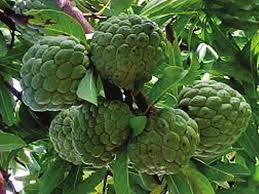 ZANZIBAR NI KWETU: Zijue faida 10 za tunda la Stafeli na majani yake