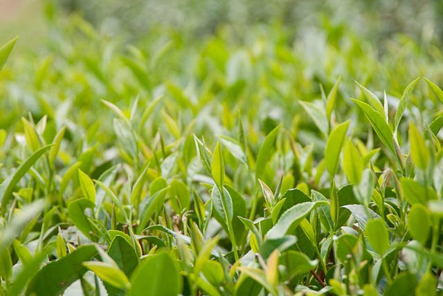 Natural Farming and Green Tea: Where to get raw green tea leaves?