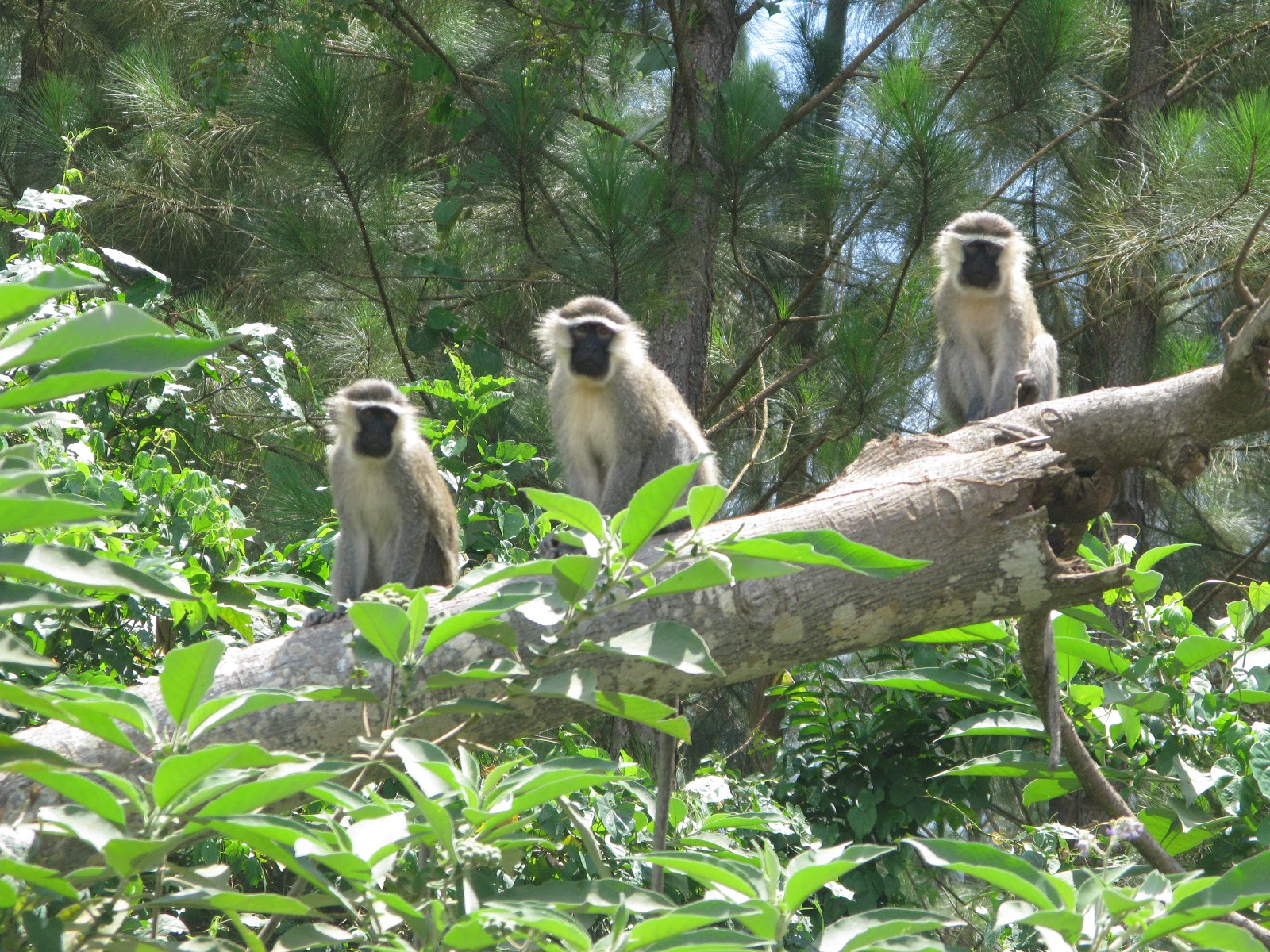 Fellowship in Africa: Hoima Field Visit