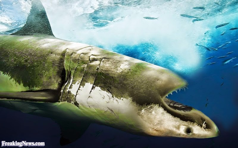 ΠΤΥΧΩΤΟΙ ΚΑΡΧΑΡΙΕΣ (FRILLED SHARKS) photos - wallpapers | the fun bank