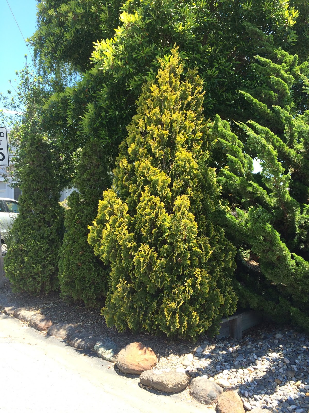 Trees of Santa Cruz County: Thuja occidentalis 'Yellow Ribbon' - Yellow ...