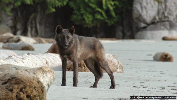 White Wolf : Meet the Rare Sea Wolves With Two Paws in the Ocean and ...
