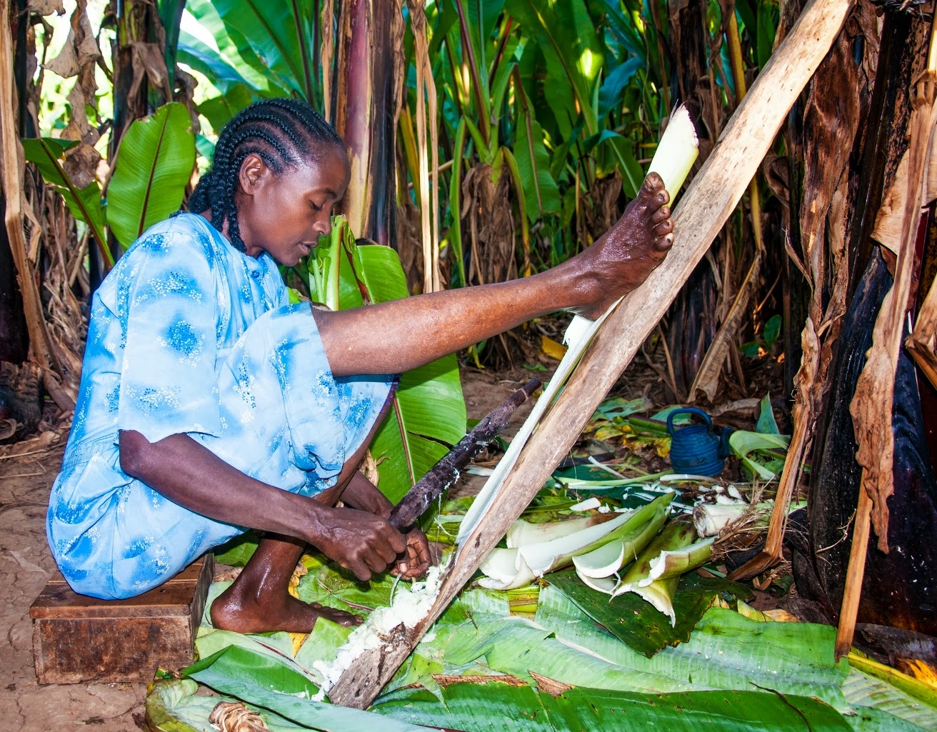 IITA News and Updates: Saving Enset–Ethiopia’s ancient false banana ...