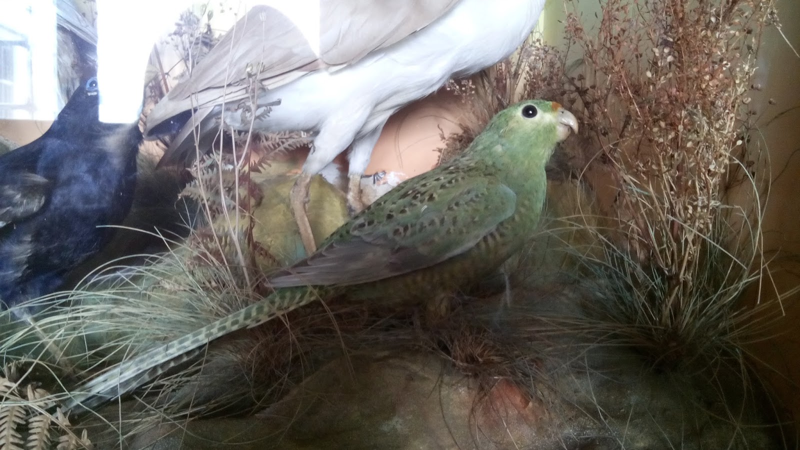 Western Ground Parrot history: Western Ground Parrots in the Lord ...