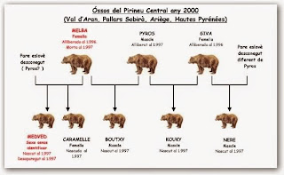 Todo sobre osos: Historia evolutiva