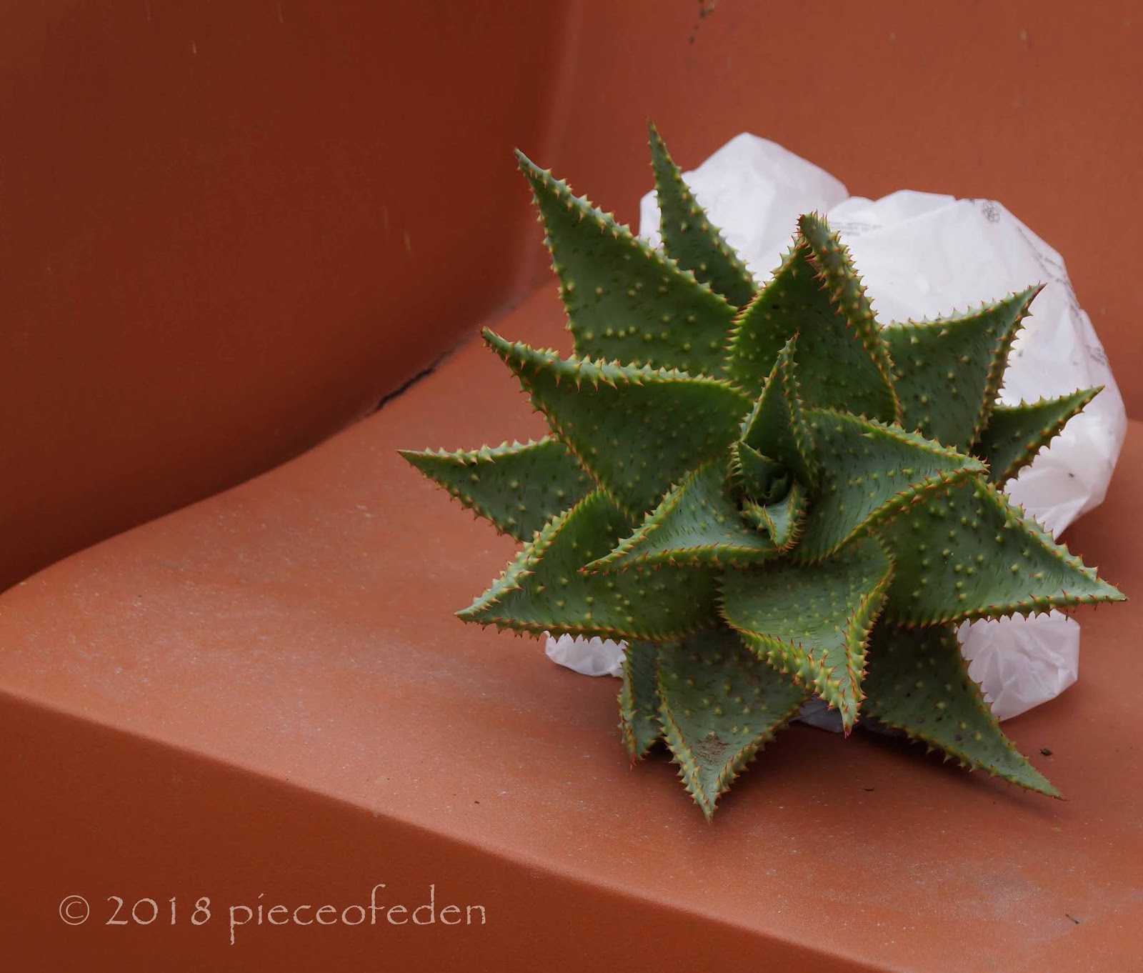 Aloe 'Spiney' and Other Recent New Plants