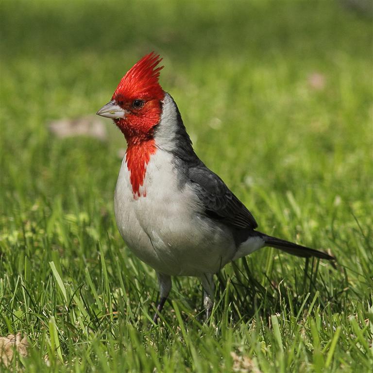 mis fotos de aves: Paroaria coronata Cardenal Copete Rojo Red-crested ...