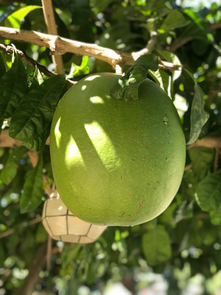 BULACAN: A quick and relaxing getaway to Leticia's Garden