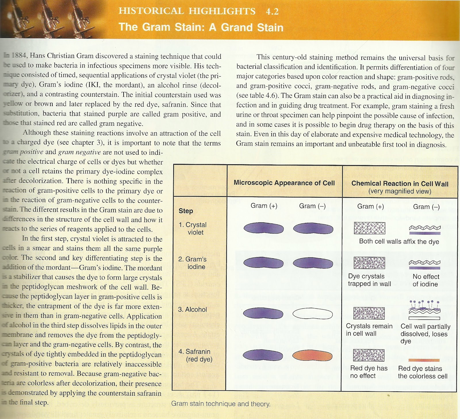 The History of Gram Stain or A grand stain