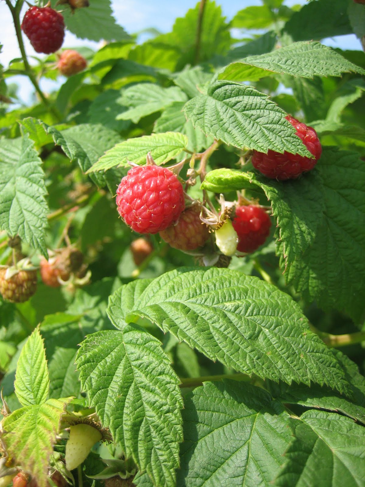 Equal Opportunity Kitchen: July 2011