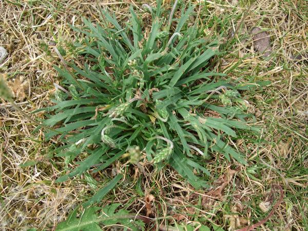 Starweed - Buckshorn Plantain ~ Lawn and Turf Care