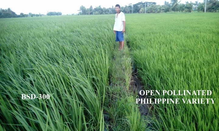 SIMPLY BUSINESS: STAND ASIDE HYBRID RICE, HERE COMES OPEN POLLINATED ...