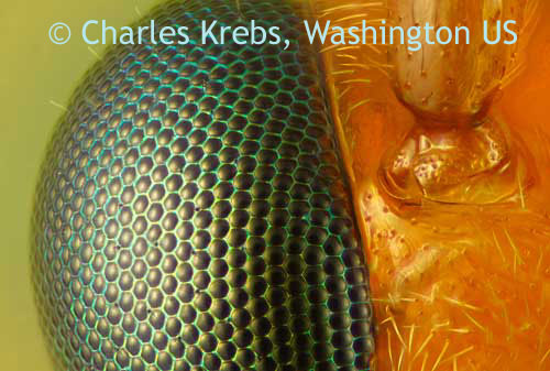 Microscope World Blog: Wasp Eye under Microscope