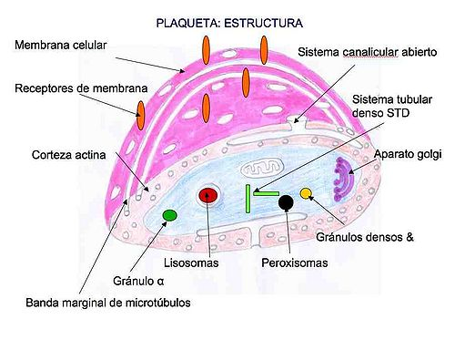 Diagrama De Estructura De Plaquetas
