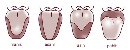 Makalah tentang ALat Pengecap (LIDAH)