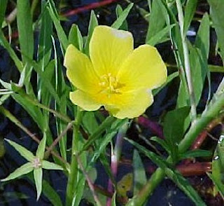 Delta Nativo: Flora del Delta