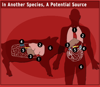 Essential Facts about Pigs and the Implications of Consuming Pork
