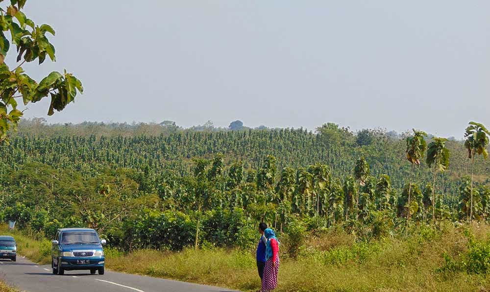 JALAN RAYA HUTAN KEMLAGI - Info Travelling