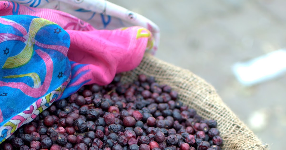 phalsa or falsa (Grewia asiatica), the deep purple summer stone fruit ...