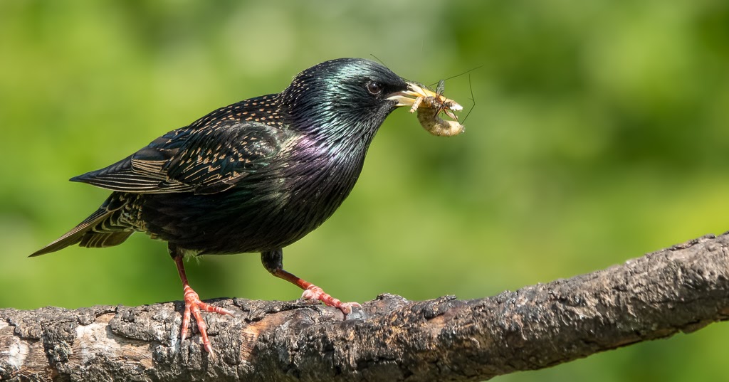 Irma's Natuurbeleving: Spreeuw