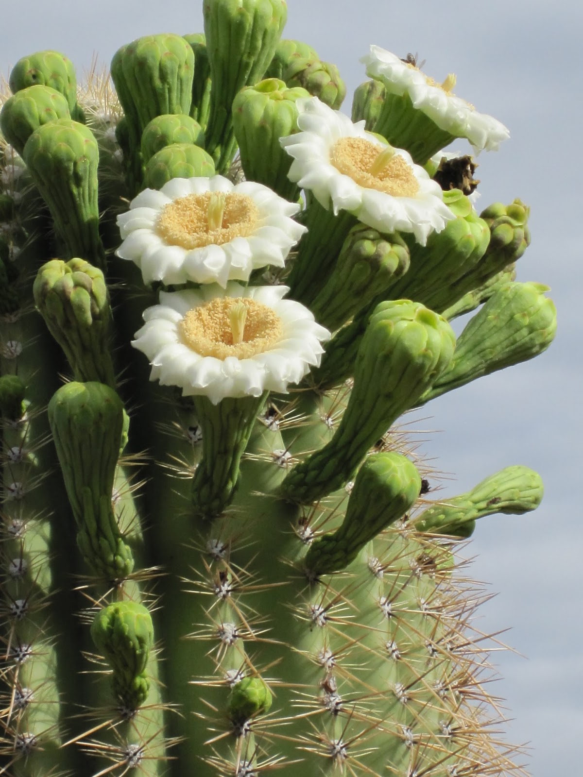 Cannundrums: Edible Cactus Fruits