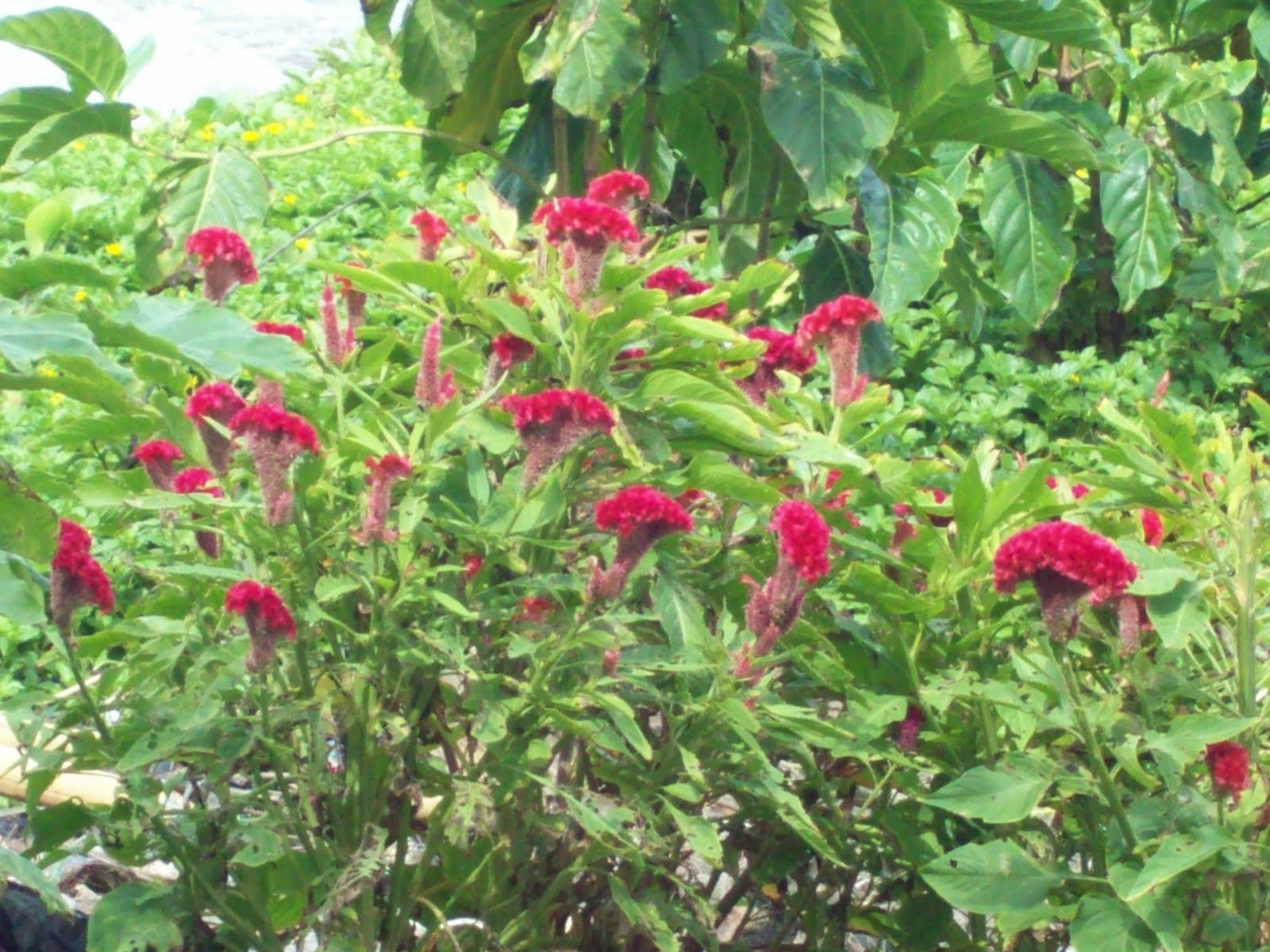 Hentikan Pendarahan dengan Jengger Ayam | Tips Petani