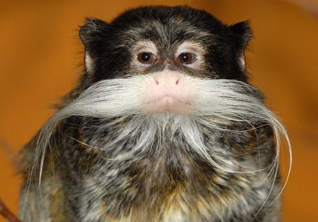 Reflexiones Carnavalescas