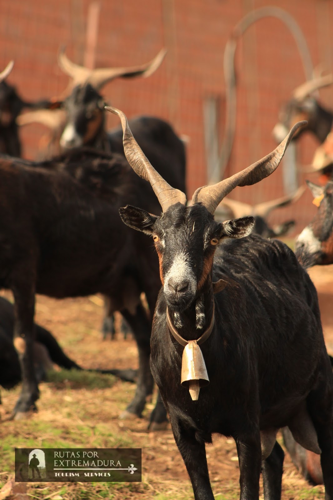 Pajareando en Extremadura (y más): Visita a explotación caprina y ...