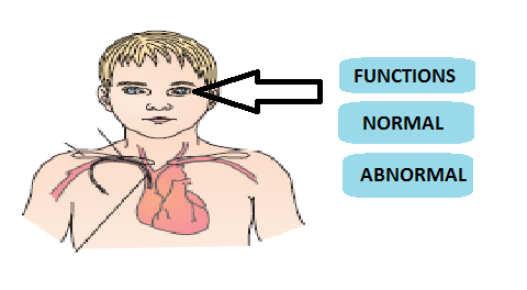CephaloCaudal Assessment: Application for CEPHALOCAUDAL ASSESSMENT